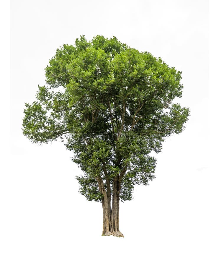 Trees on a Isolated White Background Stock Image - Image of outdoors ...