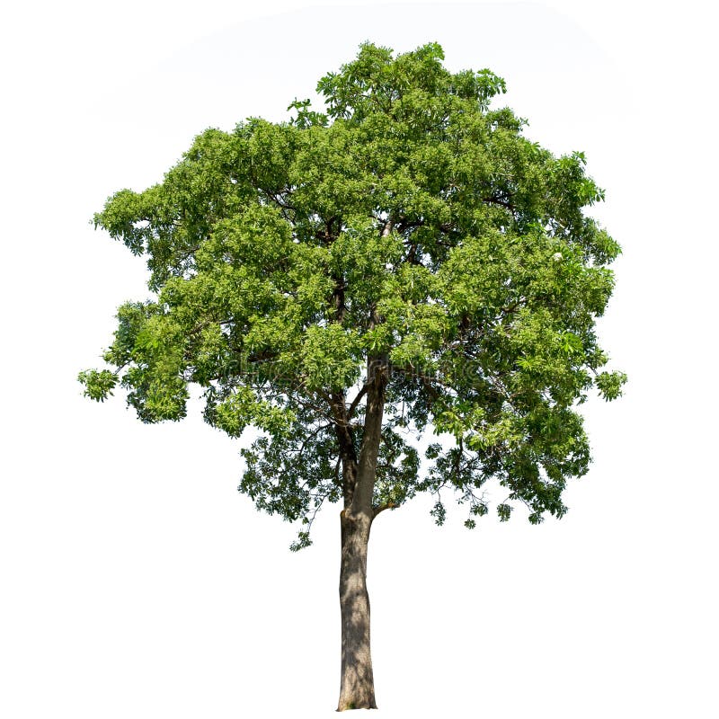 Trees Isolated on the White Background Stock Image - Image of nature ...