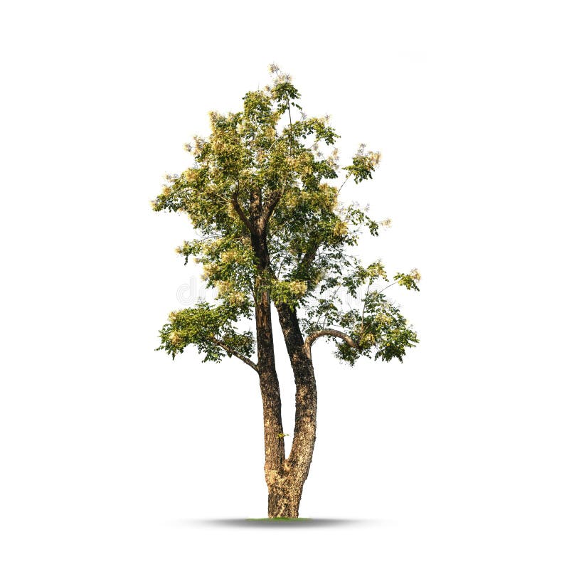 Trees Isolated on White Background Stock Illustration - Illustration of ...