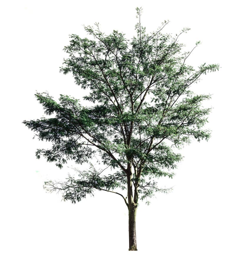 Isolated Trees with No Leaves on White Background Stock Image - Image ...