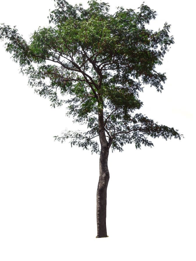 Isolated Trees with No Leaves on White Background Stock Image - Image ...