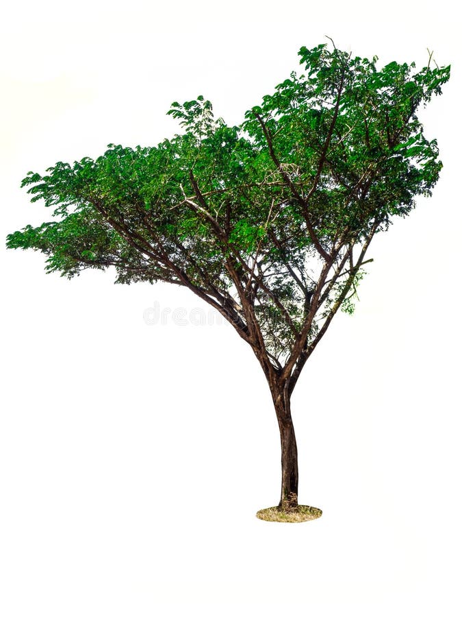 Trees Isolated on White Background Stock Image - Image of forest ...