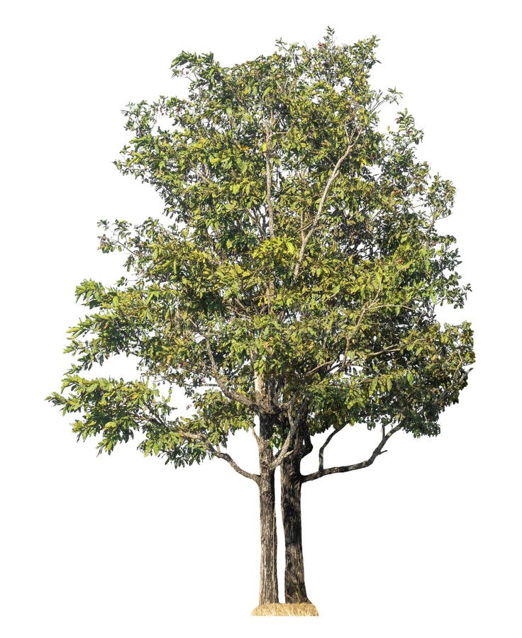Trees Isolated on White Background with Clipping Path and Alpha Channel ...