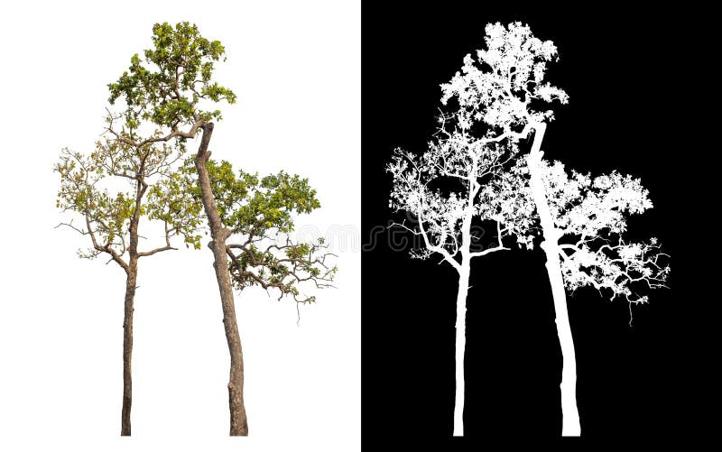 Trees Isolated on White Background with Clipping Path and Alpha Channel ...