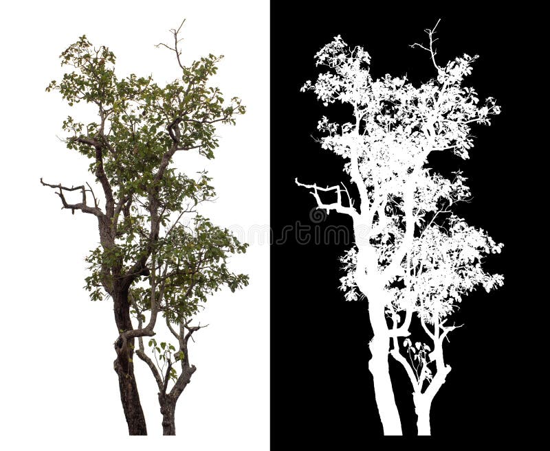 Trees Isolated on White Background with Clipping Path and Alpha Channel ...