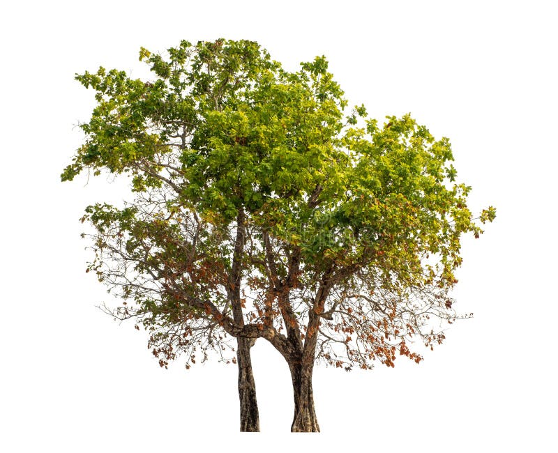 Trees Isolated on White Background with Clipping Path and Alpha Channel ...