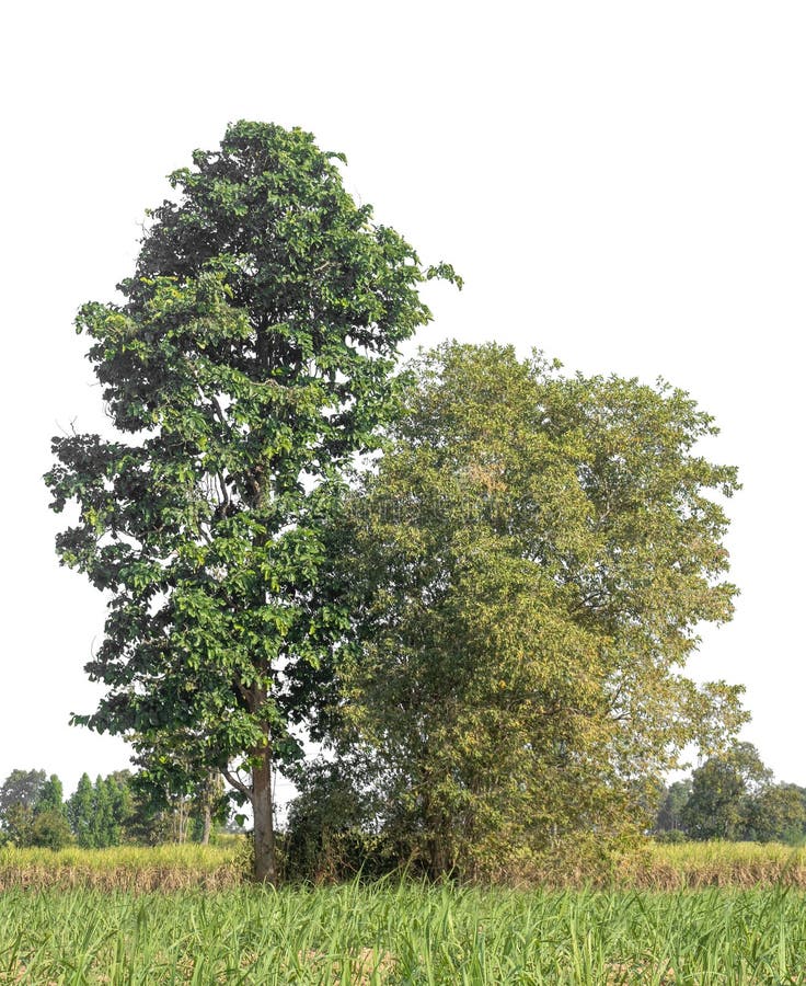 Trees Isolated on White Background with Clipping Path and Alpha Channel ...