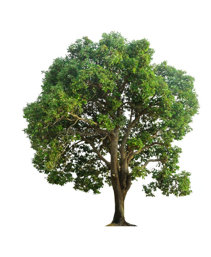 Trees Isolated on White Background with Copy Space. Stock Photo - Image ...