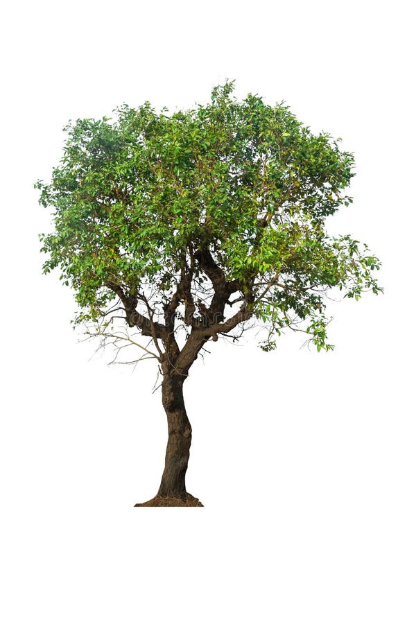 Trees Isolated on White Background with Copy Space. Stock Image - Image ...