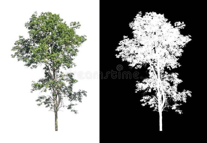 Trees that are Isolated on White Background are Suitable for Both ...