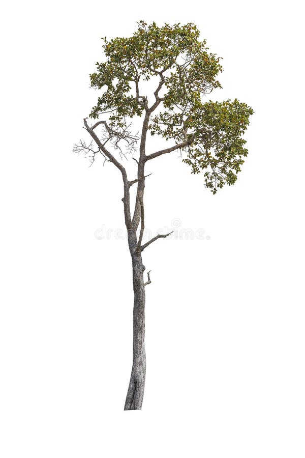 Trees Isolated on White Backgroun Stock Image - Image of natural ...