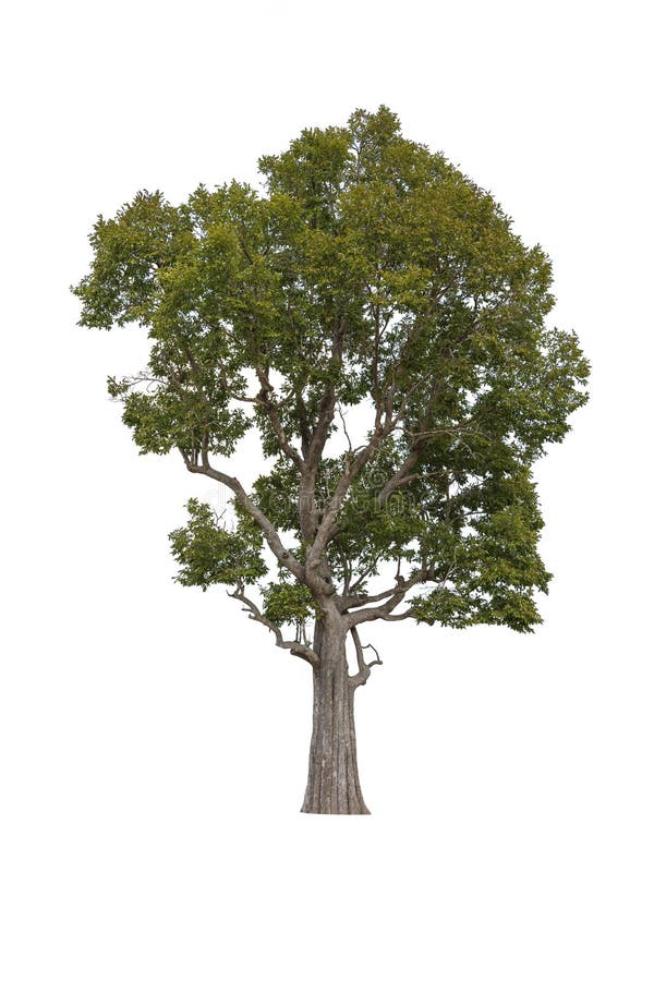 Trees Isolated on White Background Stock Photo - Image of isolated ...