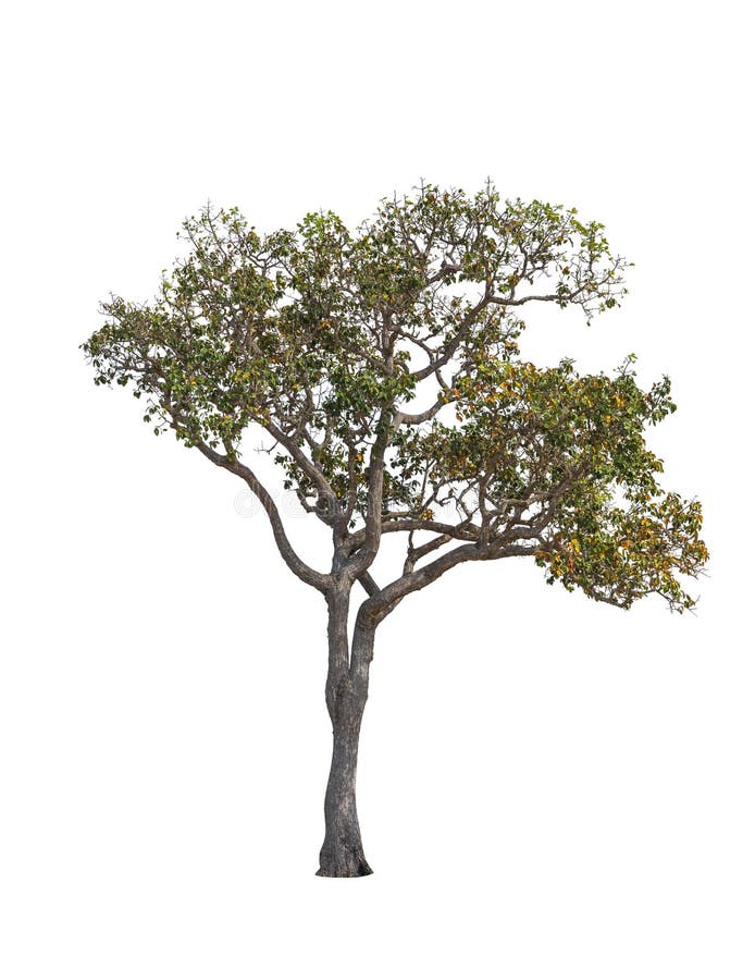 Trees Isolated on White Background, Stock Photo - Image of deciduous ...