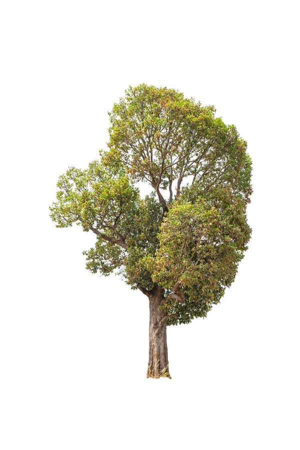 Trees Isolated on White Background. Stock Photo - Image of large ...