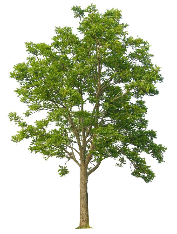 Trees Isolated on White Background Stock Image - Image of field, nature ...