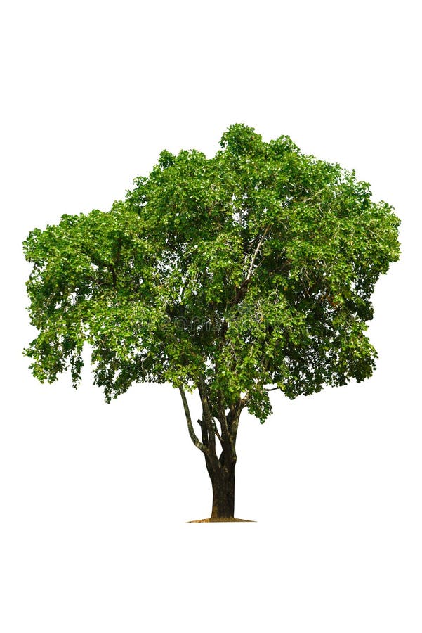 Trees Isolated on White Background, Tropical Trees Isolated Used for ...