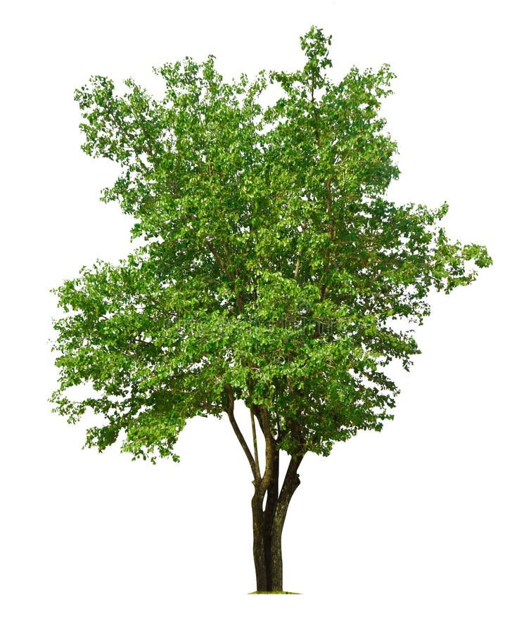 Trees Isolated on White Background, Tropical Trees Isolated Used for ...