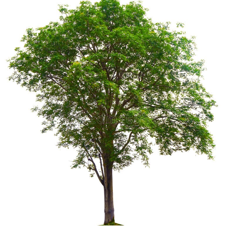 Trees Isolated on White Background Stock Image - Image of garden, life ...