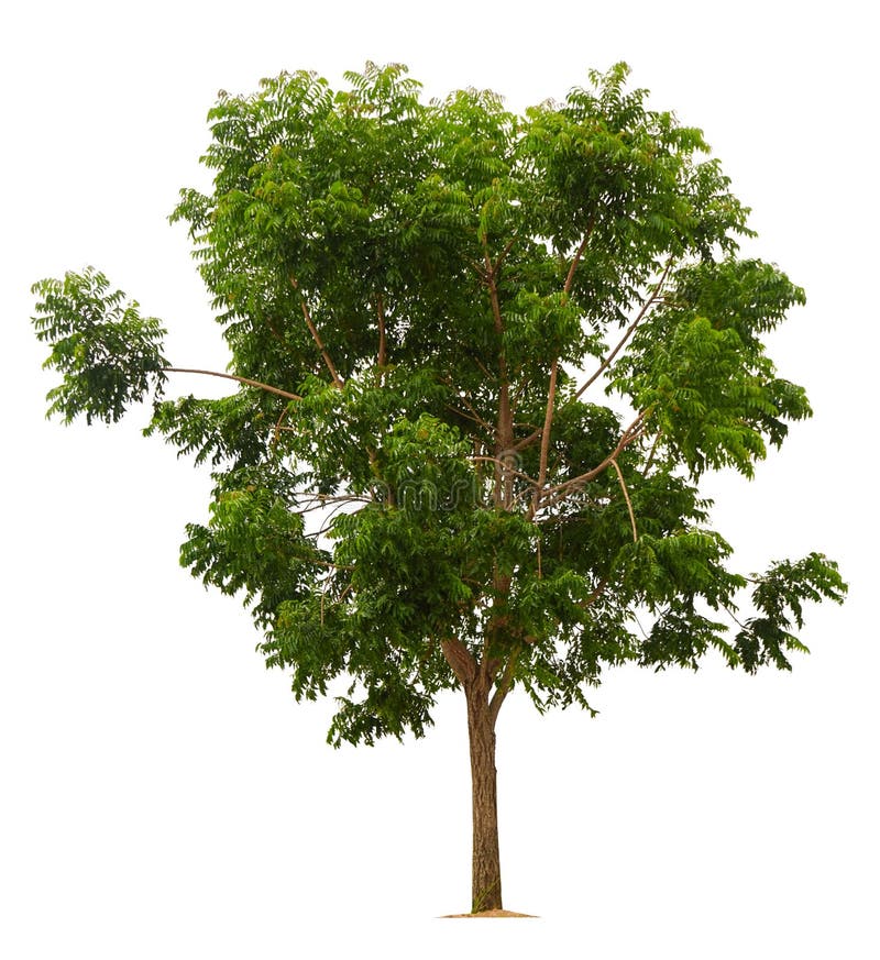 Trees Isolated on White Background Stock Photo - Image of botanic ...