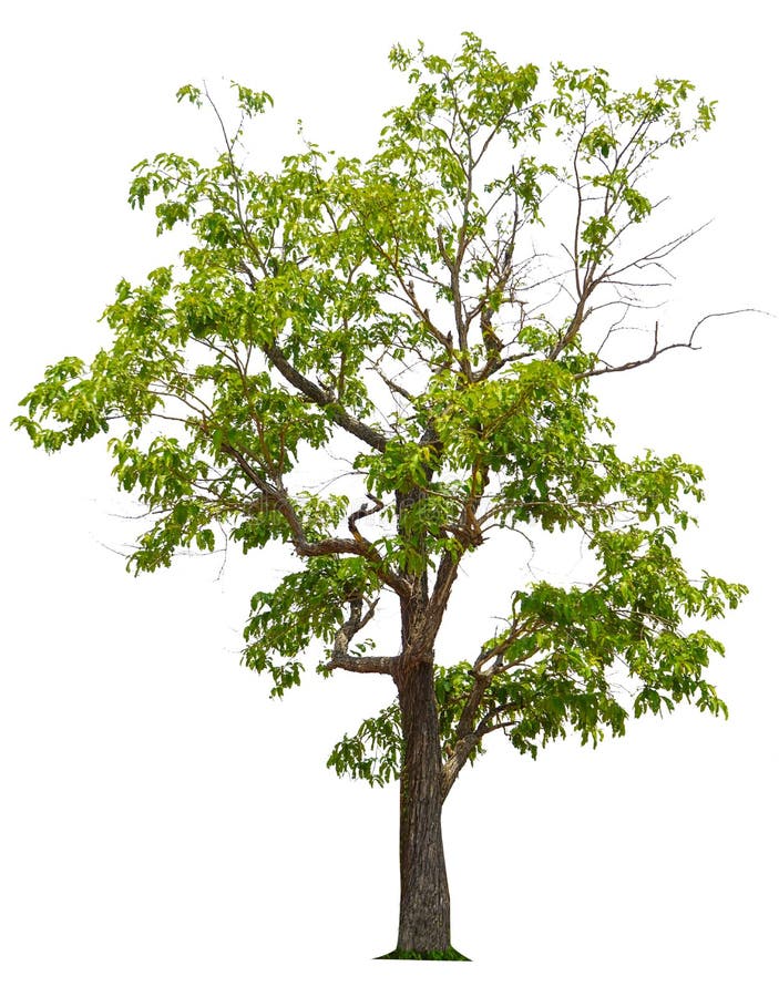 Trees Isolated on White Background, Tropical Trees Isolated Used for ...