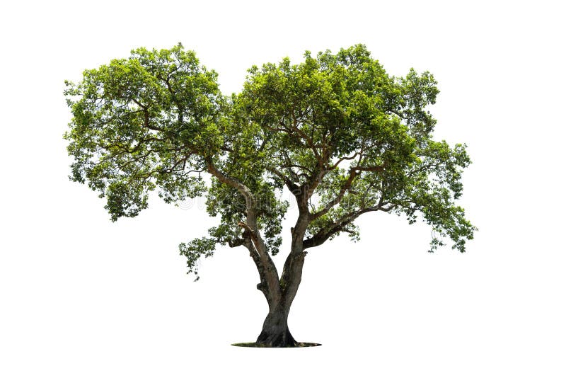 Trees Isolated on White Background, Stock Image - Image of isolate ...