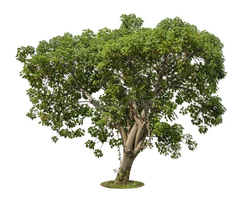 Trees Isolated on White Background, Tropical Trees Isolated Used for ...