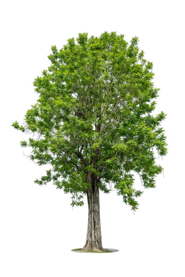 Trees Isolated on White Background Stock Photo - Image of natural ...