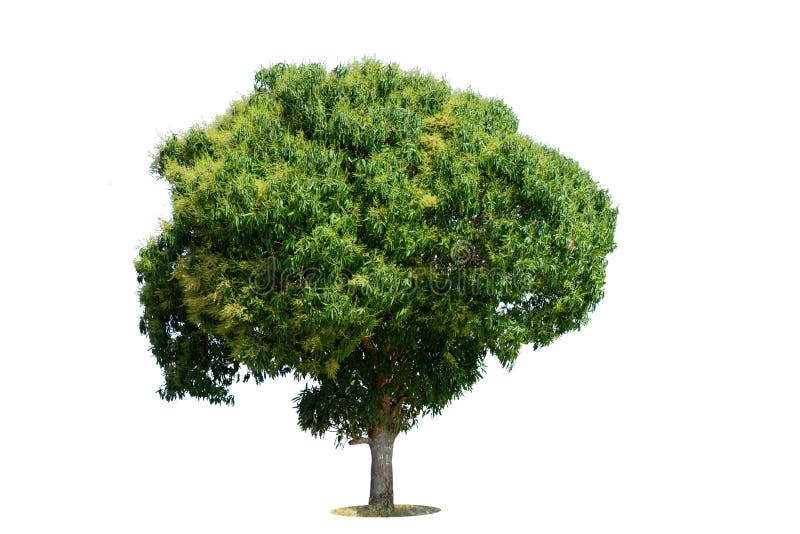 Trees Isolated on White Background Stock Photo - Image of stem, tree ...