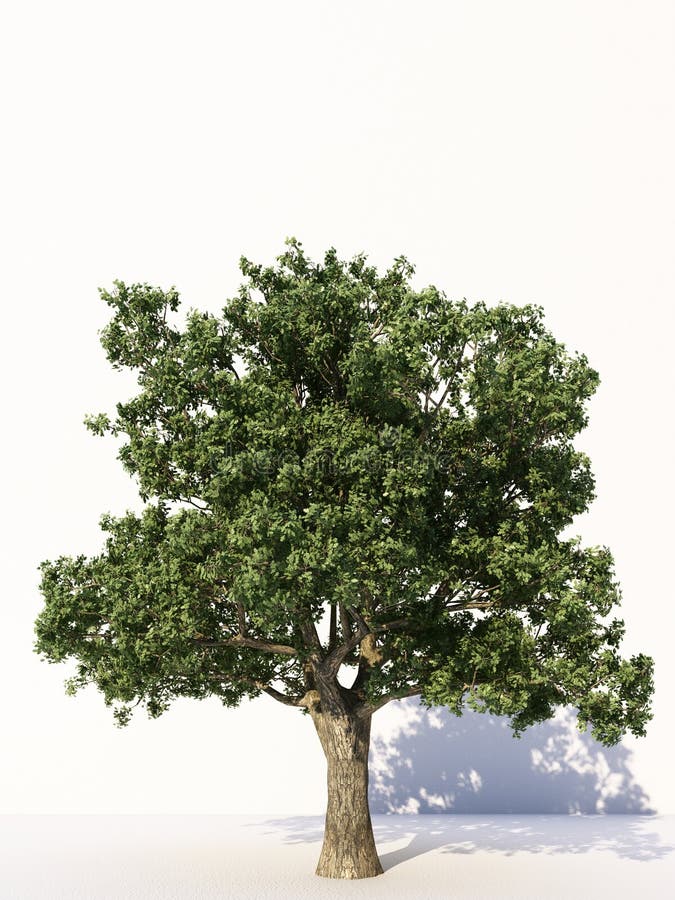 Trees Isolated on White Background Stock Illustration - Illustration of ...