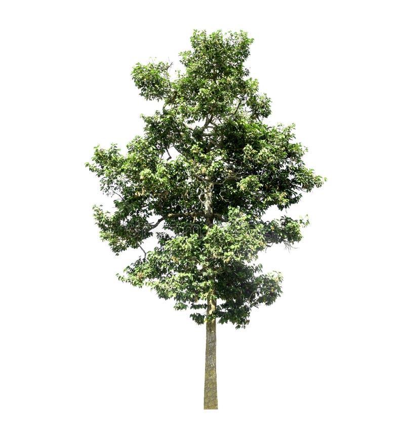 Trees Isolated on White Background, Tropical Trees Isolated Used for ...