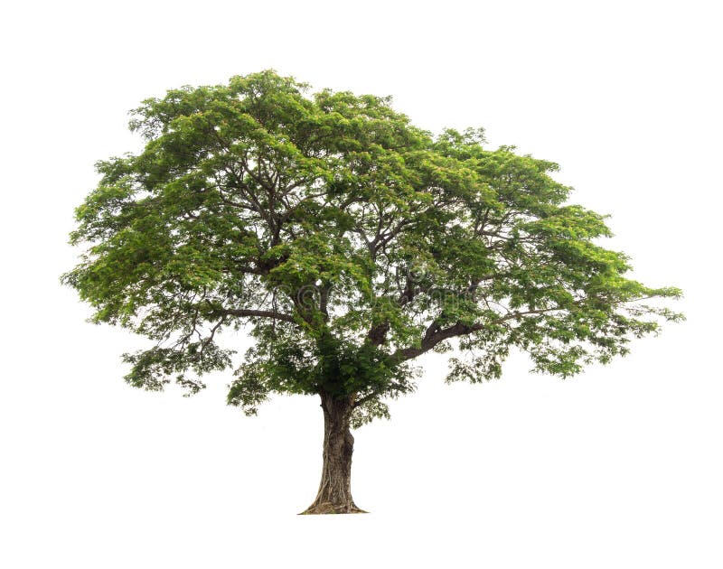 Trees Isolated on a White Background, Tropical Trees Isolated Used for ...