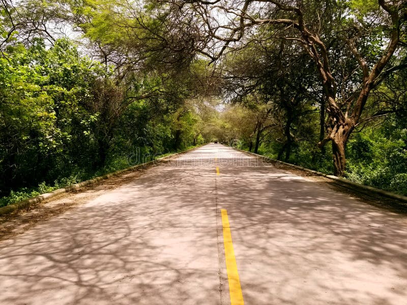 Trees joined in love stock photo. Image of love, joined - 113618842