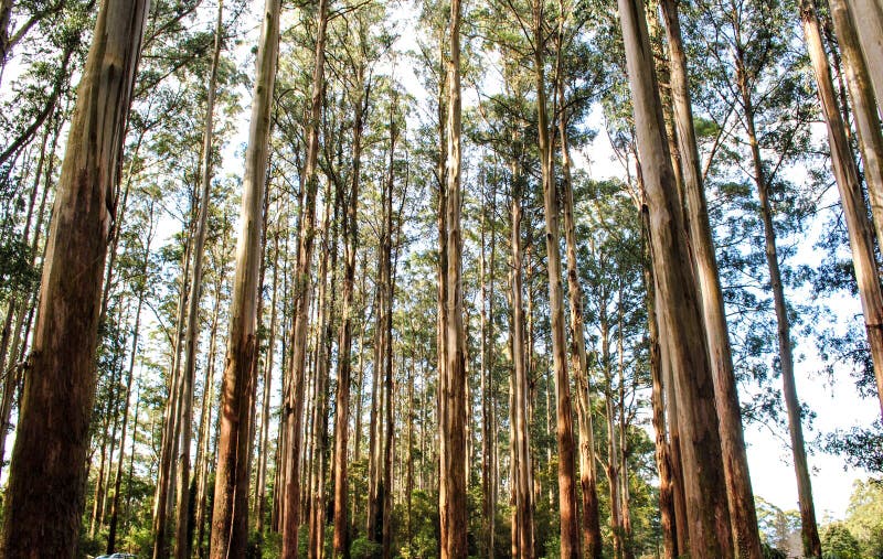 Trees in the jungle stock image. Image of growth, environment - 76568165