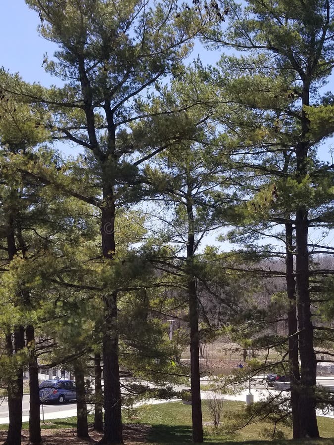 Trees stock photo. Image of wmus, outside, trees, pretty - 114888942