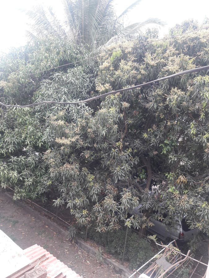 Mango tree top view stock image. Image of view, mango - 171942225