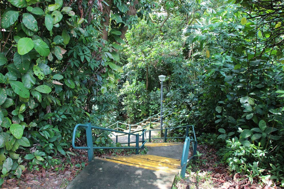 Trees at the Kent Ridge Park - Singapore Stock Image - Image of leaf ...