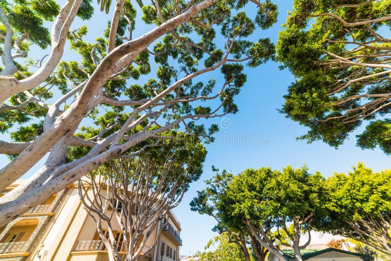 Trees in Laguna Beach stock photo. Image of view, outdoor - 84843682
