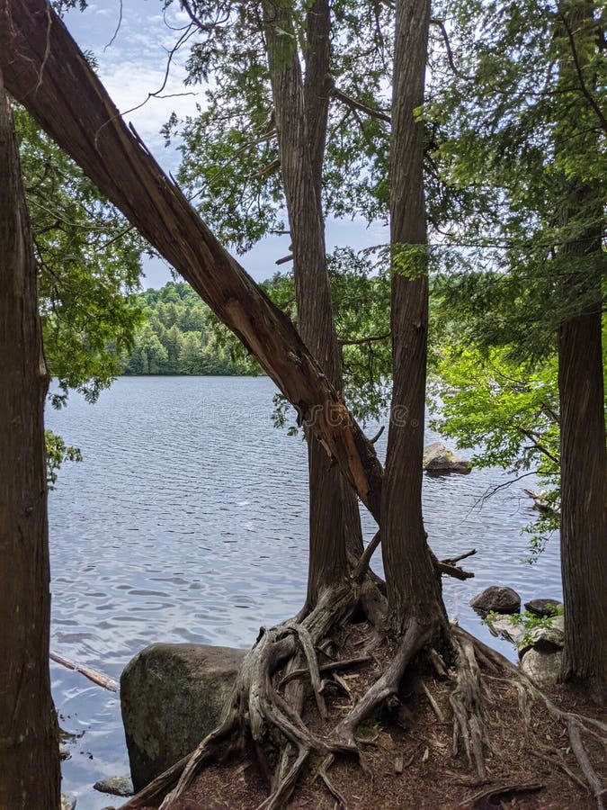 Trees on lake stock image. Image of forest, nature, branch - 224660373