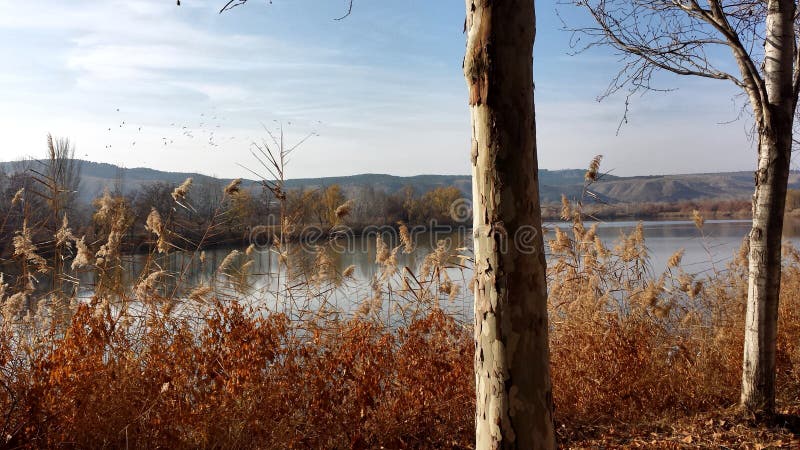 Trees by the lake stock image. Image of vibrant, trees - 78700505