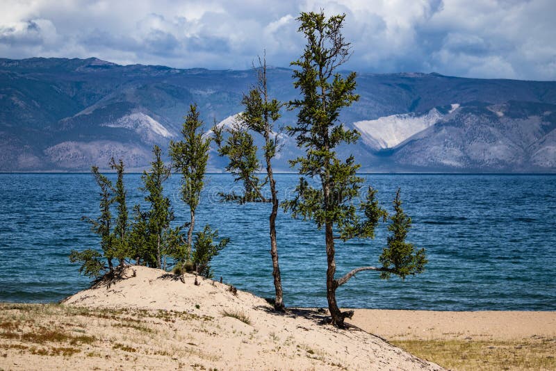 Trees of lake Baika stock image. Image of mountain, vacation - 203979689
