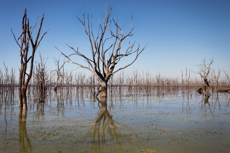 Trees in Lake stock photo. Image of travel, travelling - 61965814