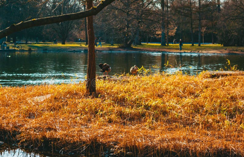 Trees and Lake in the Park in Spring. Nature is Waking Up Stock Photo ...