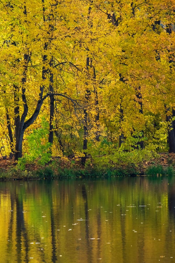 Trees on the lake stock image. Image of tree, foliage - 129765395