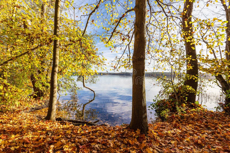 Trees on Lake Plauer See in the Town of Plau am See, Germany Stock ...