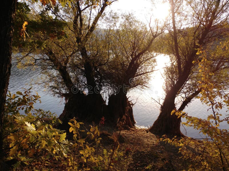 Trees by the lake shore stock image. Image of shore - 147116561