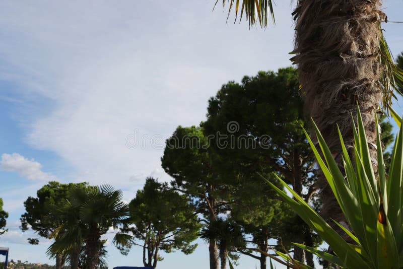 Trees by the Lake in Summer in Italy Stock Photo - Image of vegetation ...
