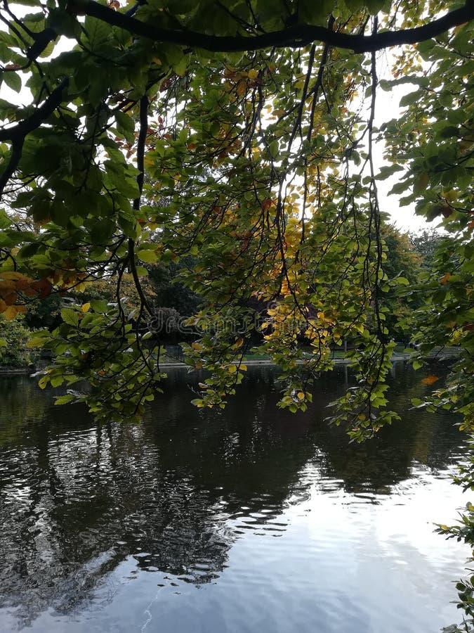 Trees and a lake stock image. Image of park, green, trees - 102825205