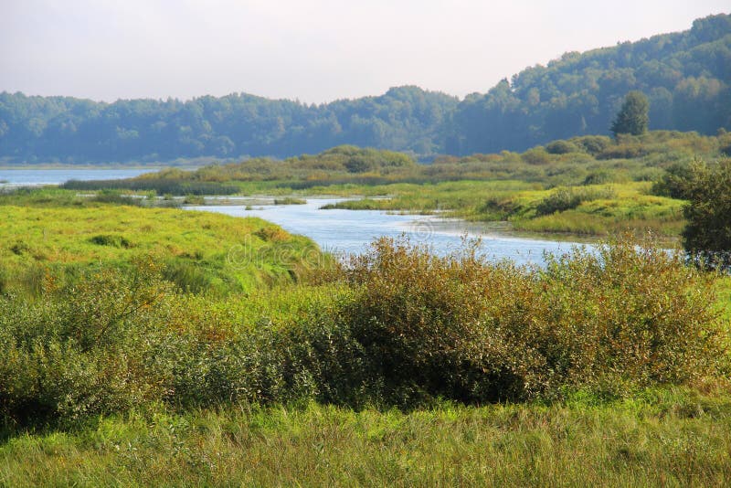 Trees and lake two stock photo. Image of flora, lake - 126551110