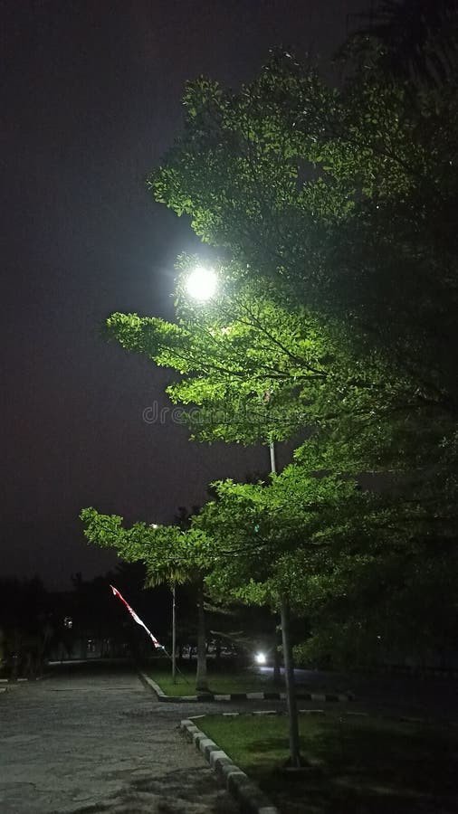 Trees Lamps Street Dark Night Stock Image - Image of darkness, leaf ...