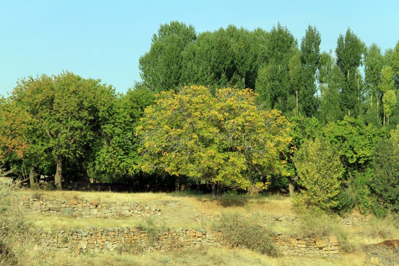 Trees in Turkey stock photo. Image of ground, park, autumn - 29867188